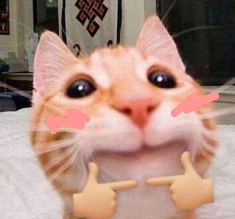 Funny Cat Face Meme