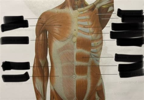 Bio 201 Lab Exam 2 Diagram 3 Diagram Quizlet