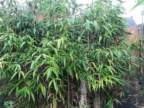 Removing Bamboo From Neighbouring Properties Environment Controls