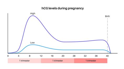 Premium Vector Human Chorionic Gonadotropin Level During Pregnancy Hcg In The Woman Body