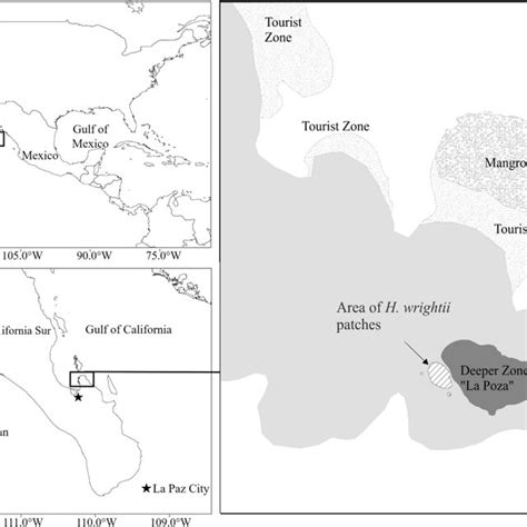 Spatial Distribution Of Patches Of Halodule Wrightii In The Marine Download Scientific Diagram