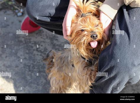 Why Does My Yorkie Keep Scratching