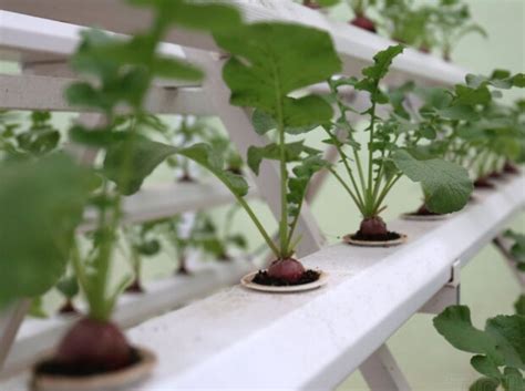 Експерти городники порадили як виростити домашні овочі на балконі Читайте на Ukr Net