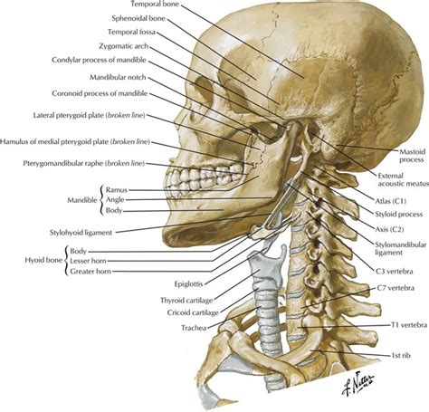 1 Head And Neck Basicmedical Key