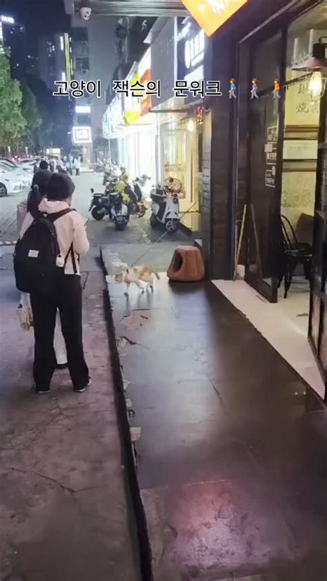 털없는 알파카의 충격적인 모습 ㅋㅋㅋㅋ 재미있는 웃긴 유머 병맛 귀여운 알파카 김탁