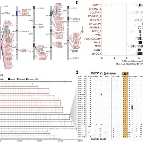 Pdf Segmental Duplications And Their Variation In A Complete Human Genome