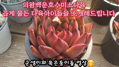 의왕백운호수미소다육 예쁜다육 다육식물 군생다육이 묵은둥이다육이 다육이 Youtube