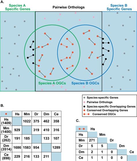 Non Random Retention Of Protein Coding Overlapping Genes In Metazoa