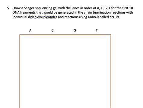 5 Draw A Sanger Sequencing Gel With The Lanes In Order Of A C G T For