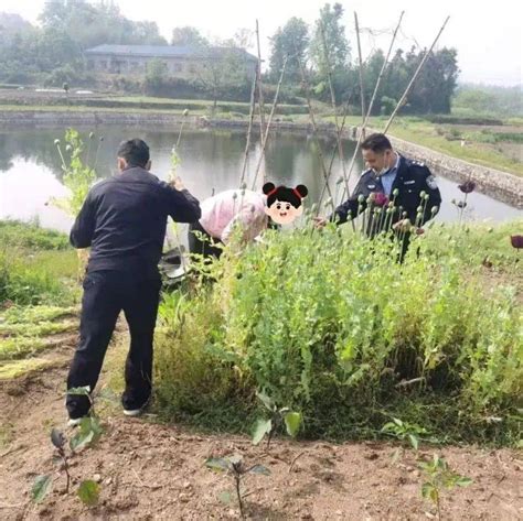 误以为罂粟是蔬菜300余株全部铲除 种植 汪某 植物