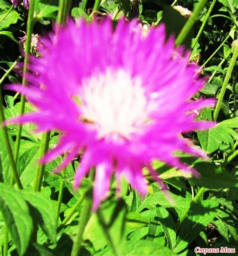 Рецепт бисквита для торта в аэрогриле Страна Мам