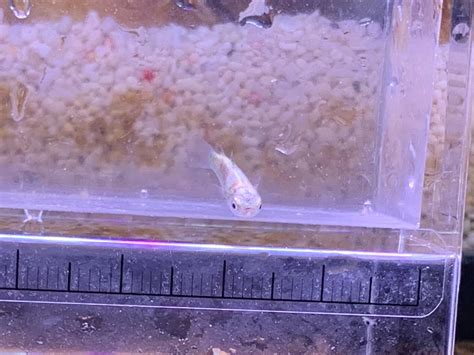ー水羊羹ー on Twitter オニボラ 去年と全く同じ日付に採れた ワニグチボラに似てるけど背鰭が黒いからオニボラらしい もう餌