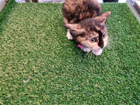 웰시코기 치와와 닥스훈트 고양이입양 요크셔테리어 토이푸들 유기견보호소 러시안블루 창희 강아지배변훈련 도그마루 홈스쿨 강아지훈련소 강아지입질 강아지분리불안 강아지짖음