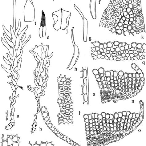 Polytrichum Commune A Female Gametophyte B Male Gametophyte C E