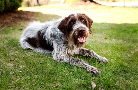 Wirehaired Pointing Griffon Vs German Wirehaired Pointer Differences