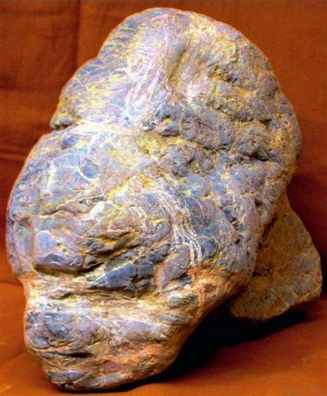 The Original Neanderthal Skeleton From The Neander Valley Artofit