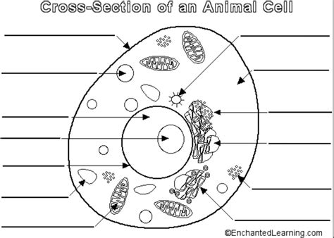 Cell Quiz Part 3 Diagram Quizlet