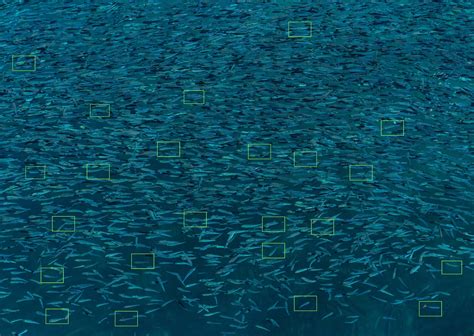 Ai Solutions For Aquaculture Biomass Monitoring