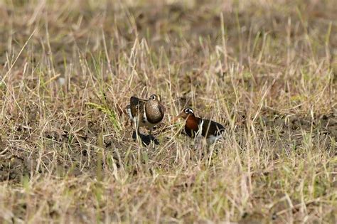 仲良しタマシギ マイ野鳥図鑑