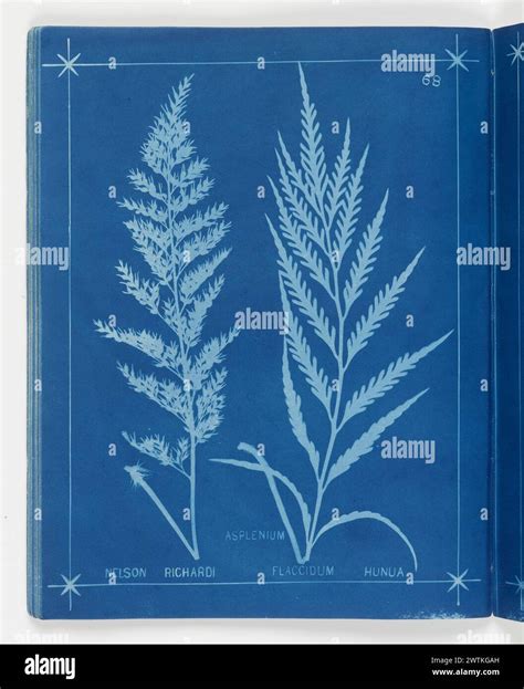 Asplenium Richardii Nelson And A Flaccidum Hunua From The Album