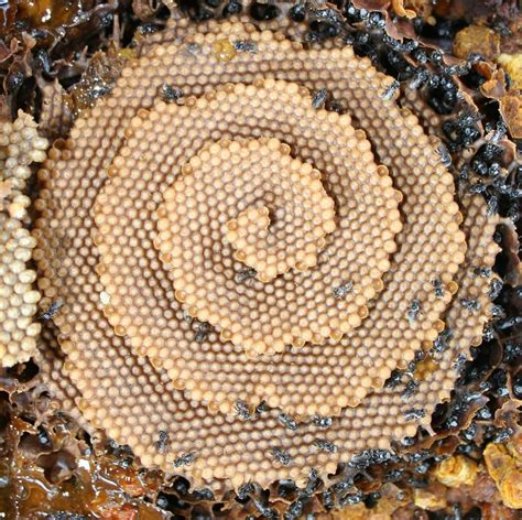 The Spiral Hives Of Sugarbag Bees Amusing Planet