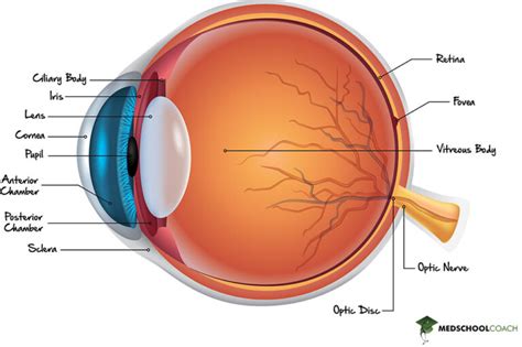 Structure Of The Eye Mcat Psychology Medschoolcoach