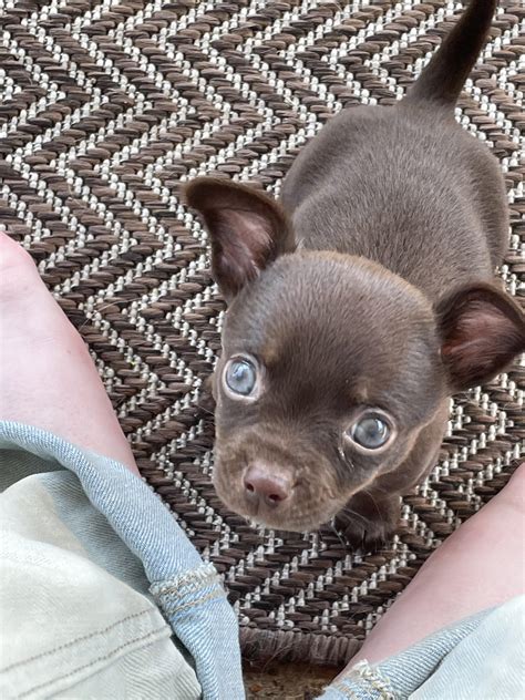 Chocolate Chihuahua