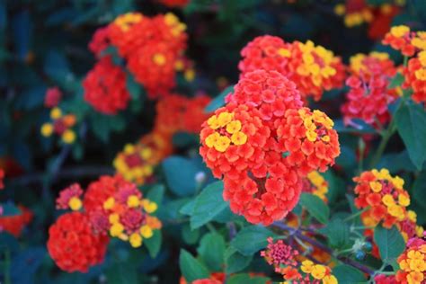 12 Amazing Flowers That Grow Well In Arizona Full Sun You Need In Your