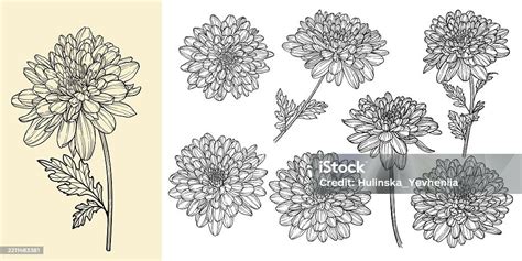 아름 다운 단색 흑백 국화 데이지 꽃 분리 세트 결혼식 생일 발렌타인 데이 어머니의 날 및 기타 계절 휴일의 인사말 카드 및 초대장에 개화기에 대한 스톡 벡터 아트 및 기타