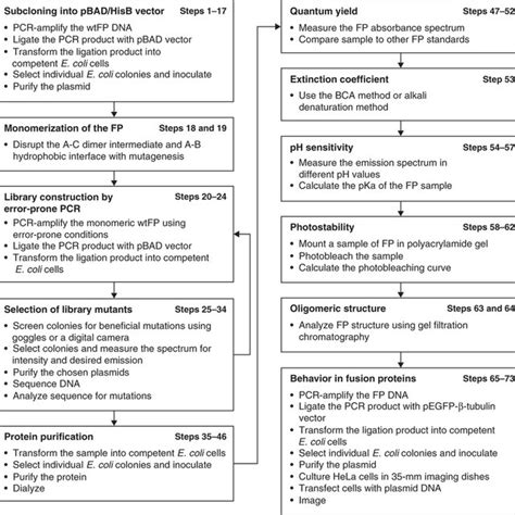 steps used to engineer a new fp starting with a wild type fp wtfp
