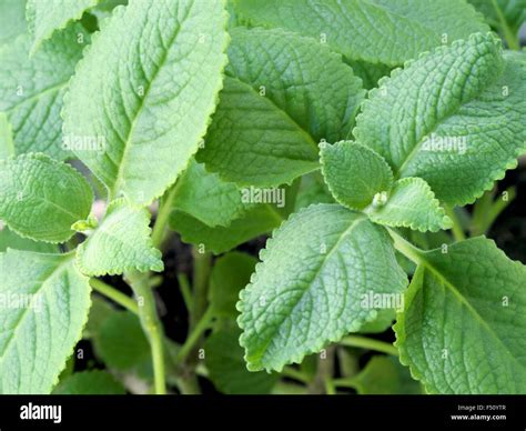Oregano Leaf