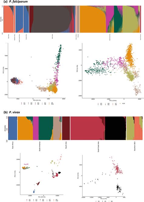 Admixture Analysis Involving 10 Inferred Ancestral Populations Denoted Download Scientific