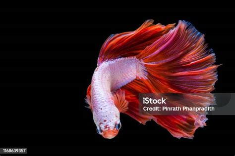 분홍색과 빨간색 베타 물고기 검은 배경에 물고기를 싸우는 샴 감금 상태에 대한 스톡 사진 및 기타 이미지 감금 상태 검은색 검정색 배경 Istock