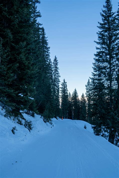 Graubunden 감기 겨울 겨울 동화나라 경치 경치가 좋은 고립된 고요한 광야 깨끗한 나무 눈 눈 덮인