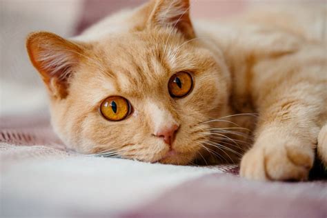 Jaundice In Cats
