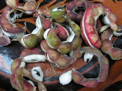 Guamuchil Fruit Comida Tipica De Mexico Verduras Mexicanas Comida
