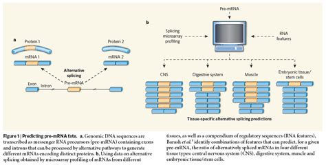 The Spliceosome The Splicing Code And Pre Mrna Processing In