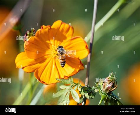 A Japanese Honey Bee Apis Cerana Japonica Flies Into A Golden Cosmos