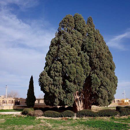 Cypress of Abarkuh - 2018 All You Need to Know Before You Go (with ...