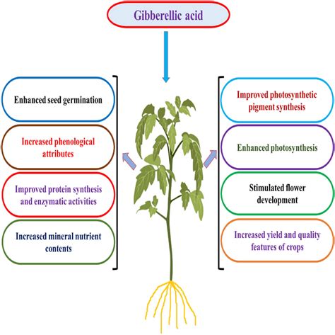 A Representation Of Gibberellin Role In Growth And Development Of