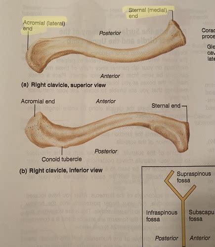 Appendicular Skeleton Flashcards Quizlet