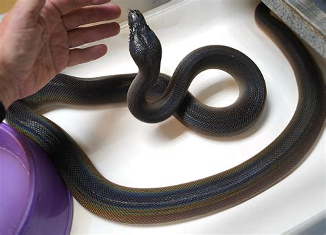 Female Adult Southern Black White Lipped Python Dalberts New England Reptile Nerd