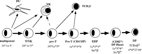 Model Of Early Stages Of Human T Cell Development In The Thymus Before