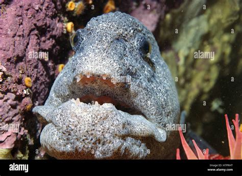 Wolf Eel Anarrhichthys Ocellatus Six Feet Long Feeds On Crabs And Wolf Eel Anarrhichthys Ocellatus Six Feet Long Feeds On Crabs And