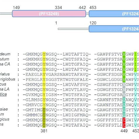 GC MS Analysis Of The Product Formed In Vitro By The Purified Download Scientific Diagram
