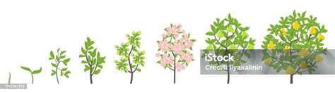 배 나무 성장 단계 벡터 일러스트입니다 숙성 기간 진행 배 열매 나무 라이프 사이클 애니메이션 식물 묘 목 배 증가 단계 0명에