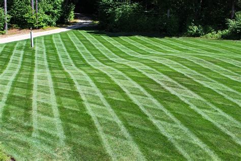 Lower Lawn Ph Plant For Success