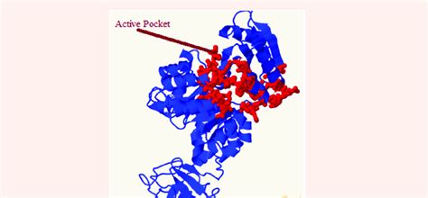 The Model Structure Of Pyruvate Kinase Showing The Predicted Active