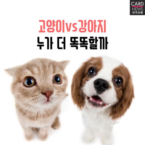 [카드뉴스]개와 고양이 누가 더 똑똑할까 전자신문