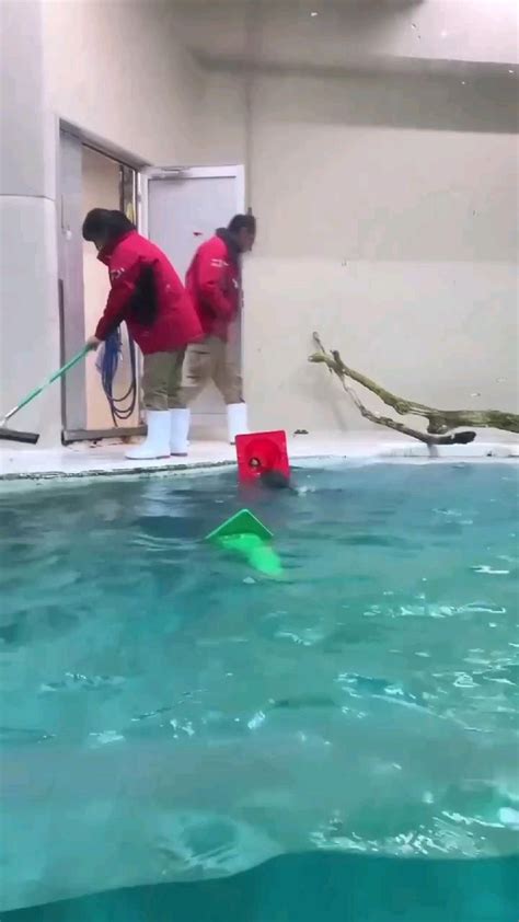 Пин от пользователя Gulnara на доске ЖИВОТНЫЕ и ПТИЦЫ Видео и Фото Смешные видео с животными